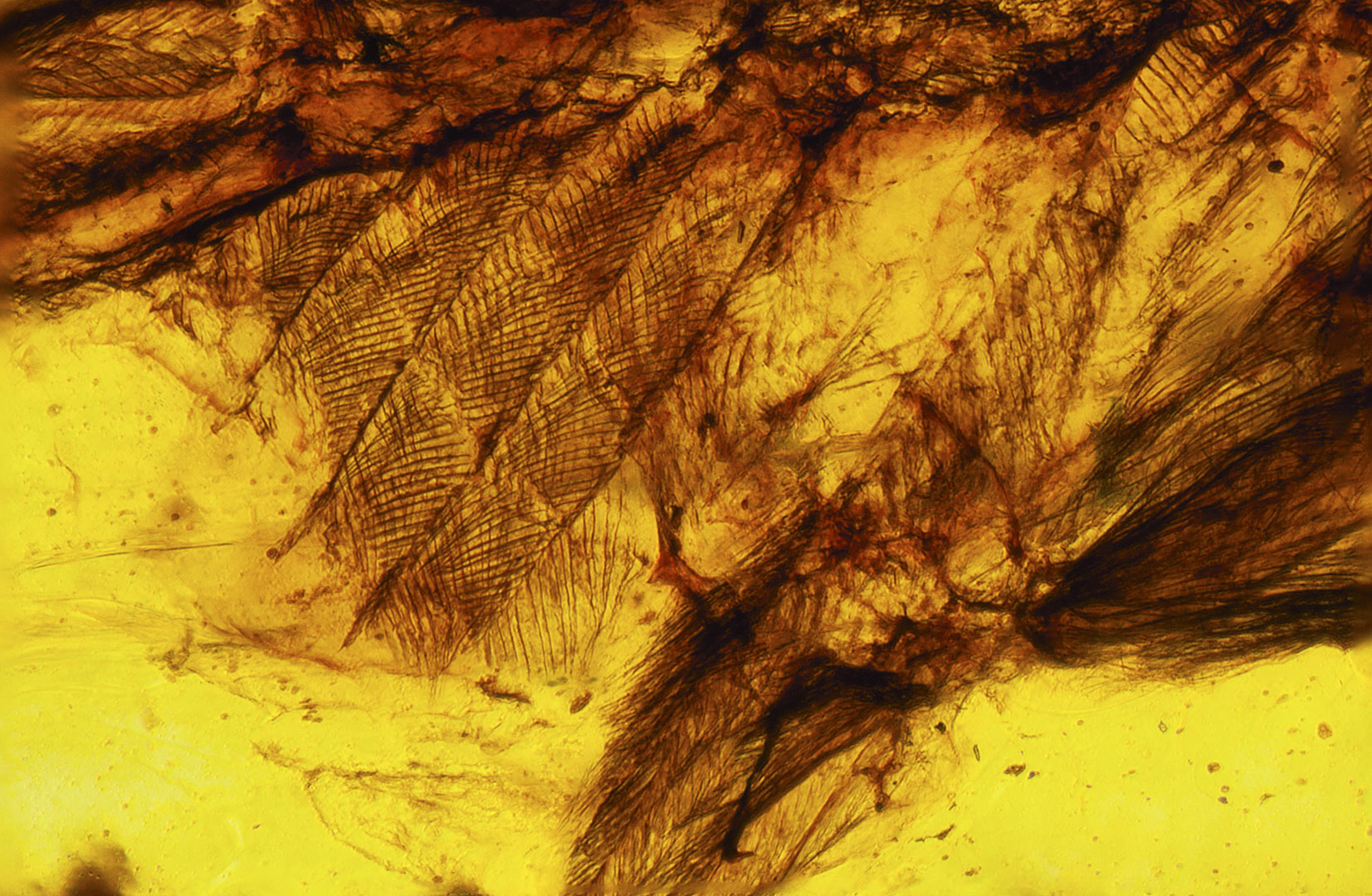 AmberFossil.org – Amber Fossil Image Archive