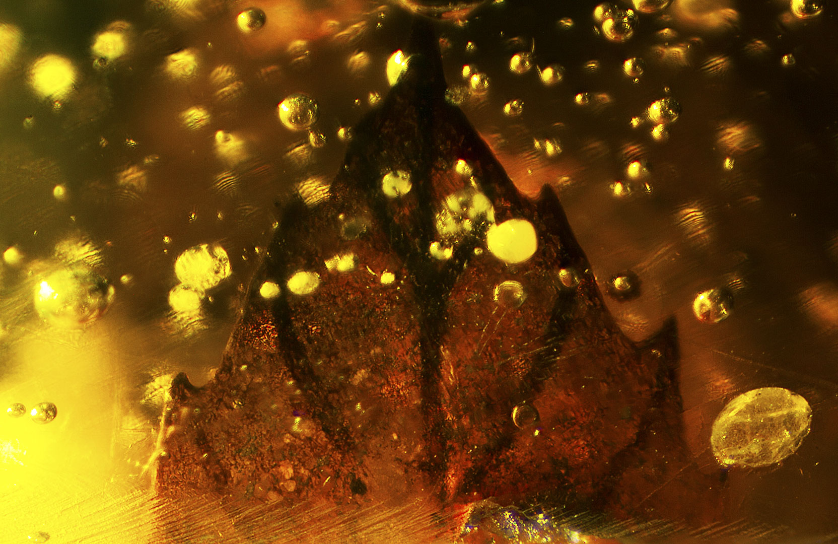 AmberFossil.org – Amber Fossil Image Archive